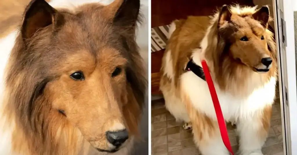 Man Who Spent $14K Transforming Himself Into Collie Goes For His First ...